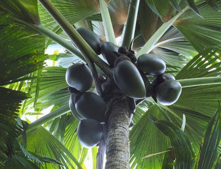 Coco de Mer - Stay Curioussis